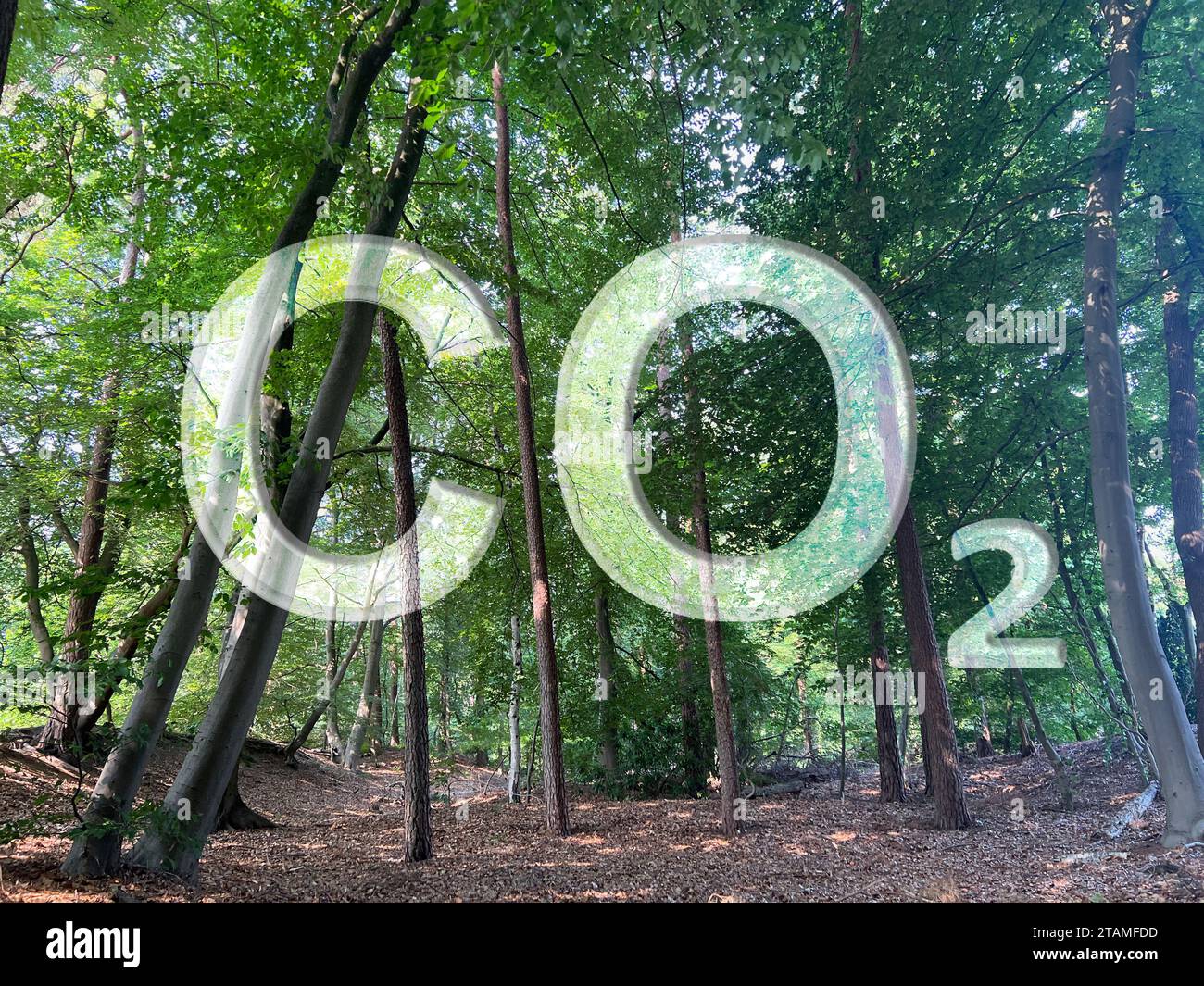 Concept of clear air. CO2 inscription and beautiful forest Stock Photo ...