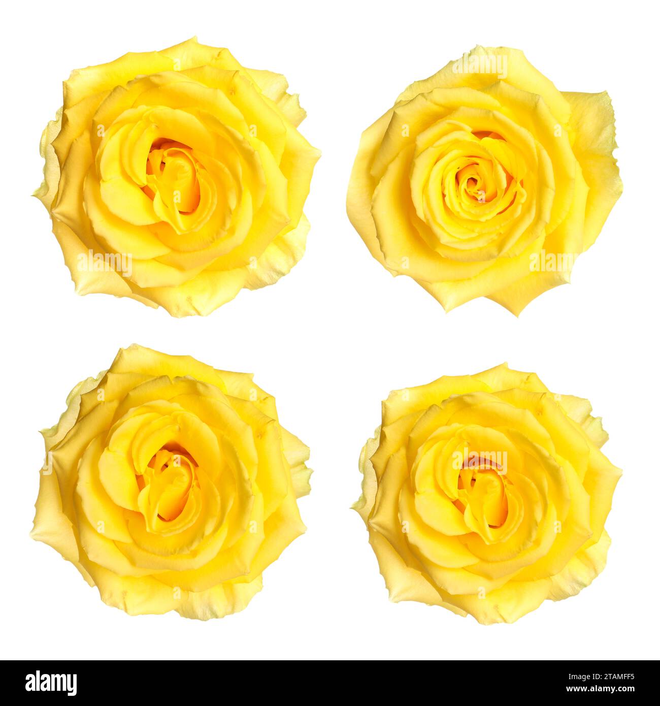 Beautiful yellow rose buds isolated on white Stock Photo - Alamy