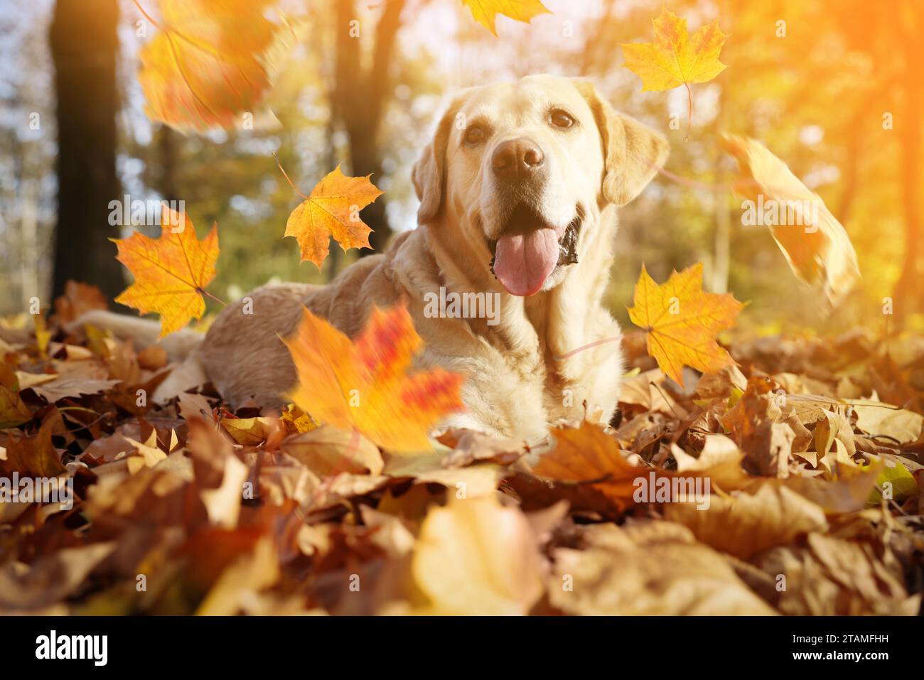 Cute Labrador Retriever dog under falling leaves in park. Autumn walk ...