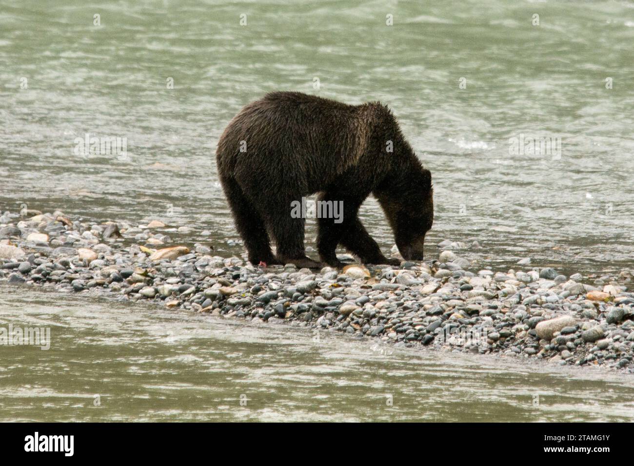 Bute inlet and grizzly hi-res stock photography and images - Alamy