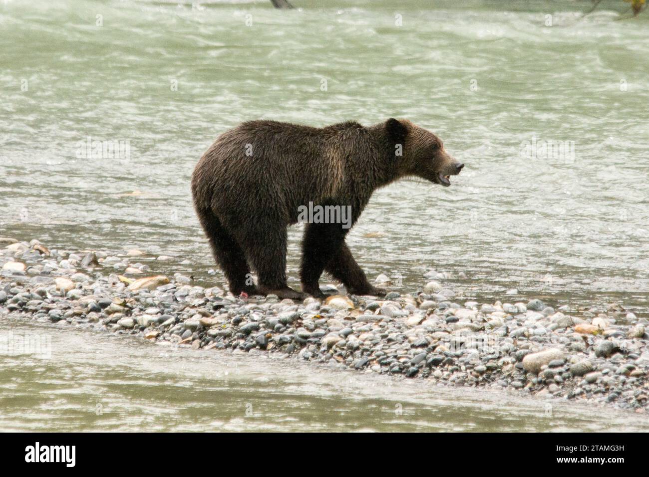 Grizzly Bear at the banks of Orford River near Bute Inlet in the ...