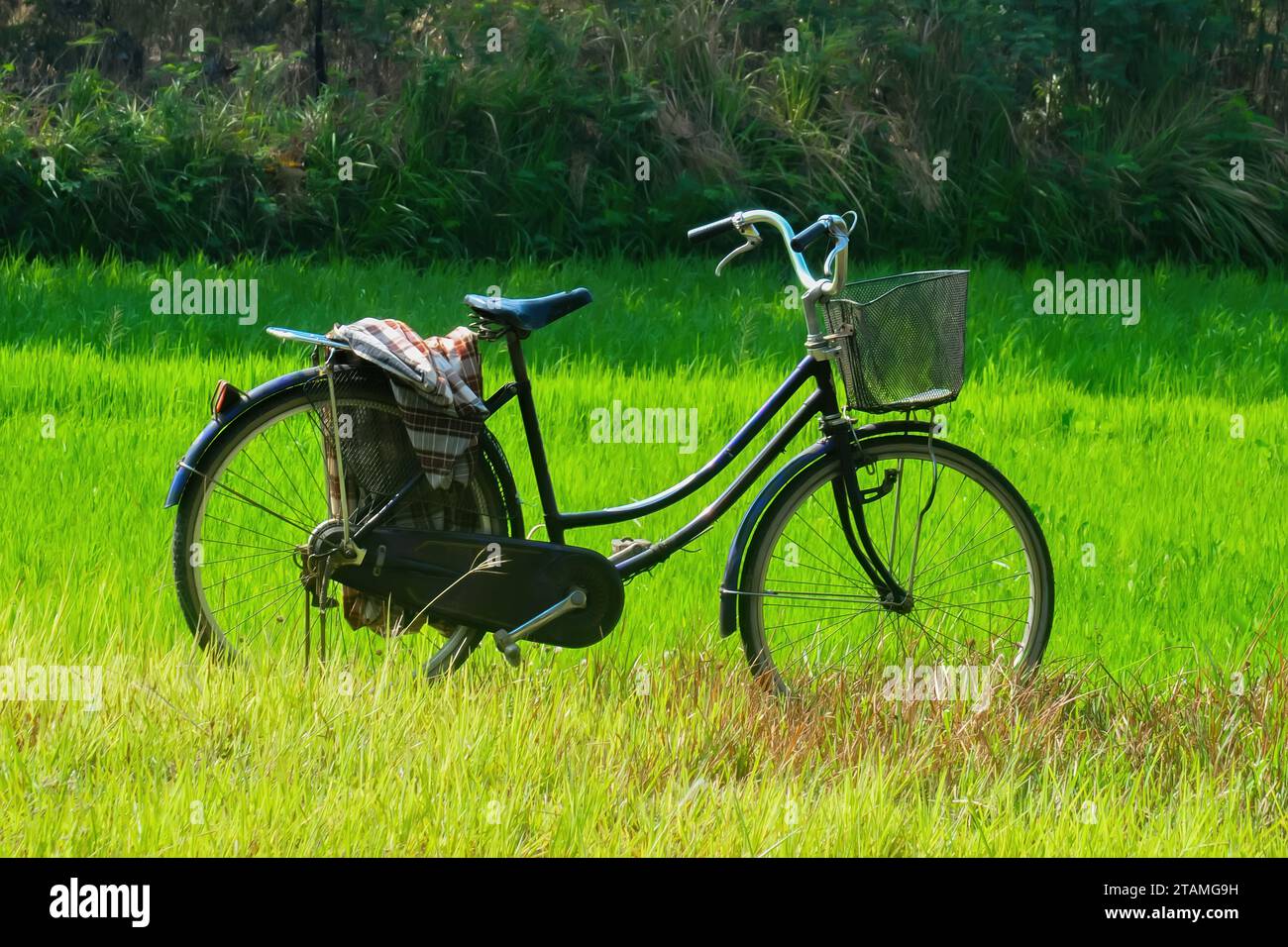 An old farmer's bicycle with a basket in front was parked in the middle ...