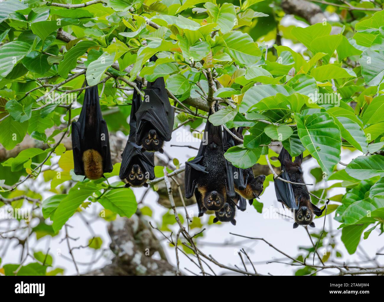 Spectacled flying fox (Pteropus conspicillatus) at their day roost tree ...
