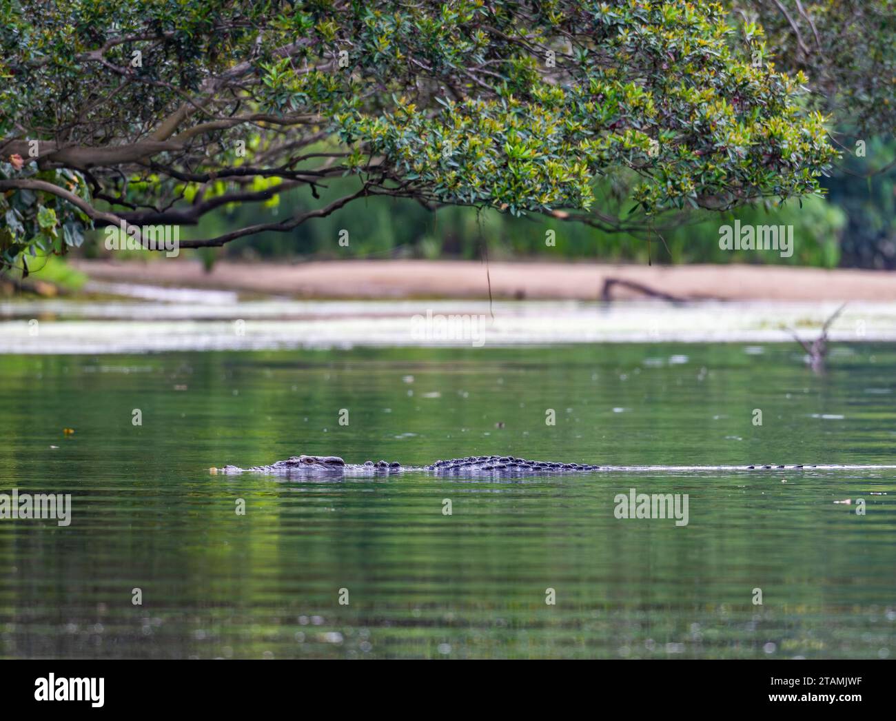 A Saltwater Crocodile (Crocodylus porosus) in a river estuary ...