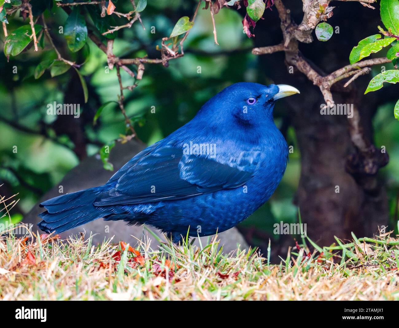 A male Satin Bowerbird (Ptilonorhynchus violaceus) foraging on ground. Queensland, Australia ...