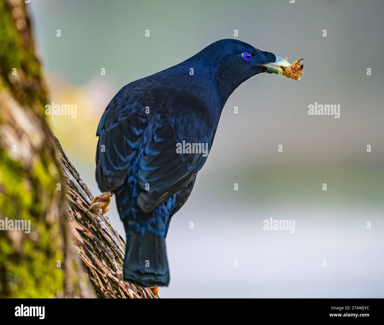 A male Satin Bowerbird (Ptilonorhynchus violaceus) with a bug in its ...