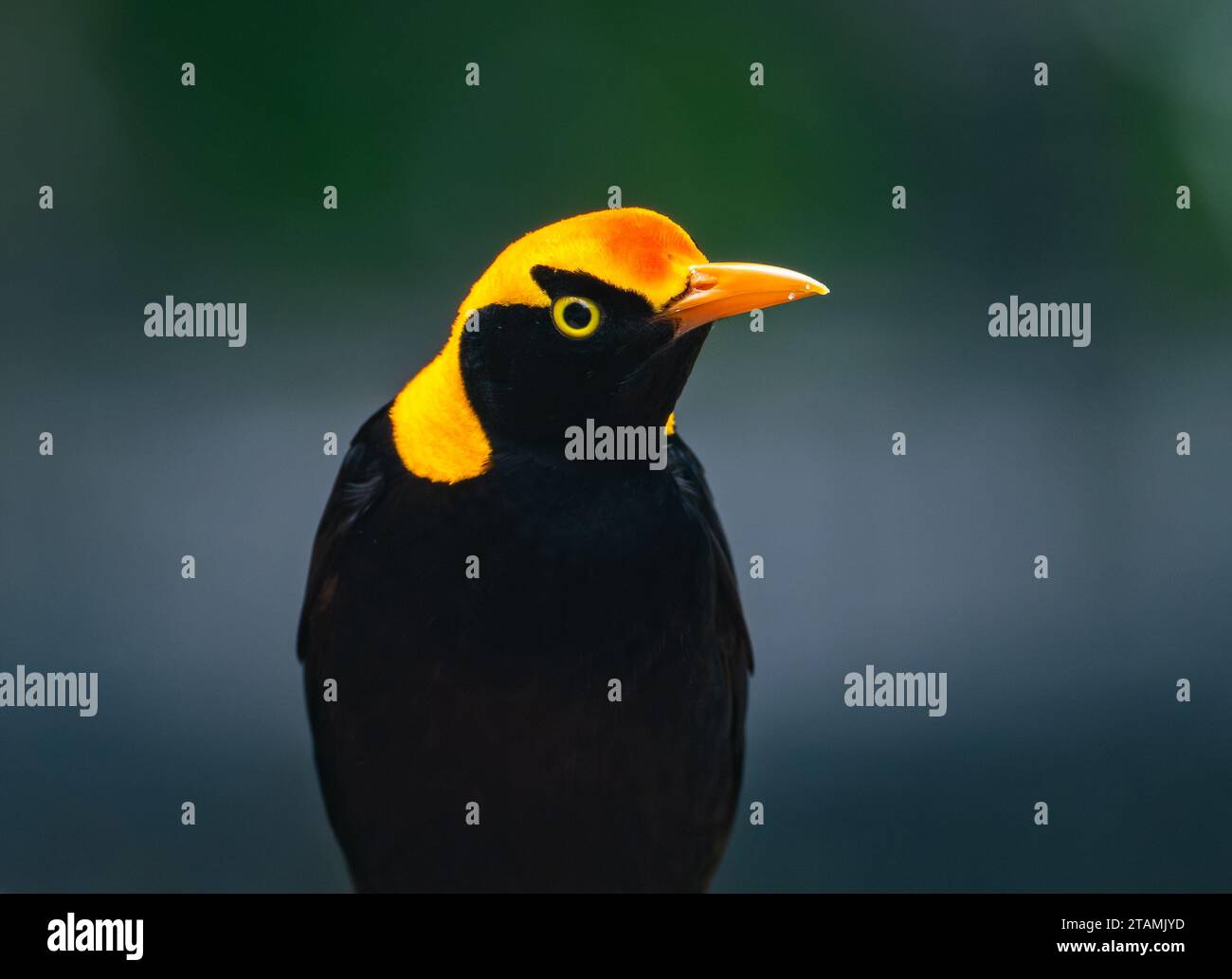 Regent bird hi-res stock photography and images - Alamy