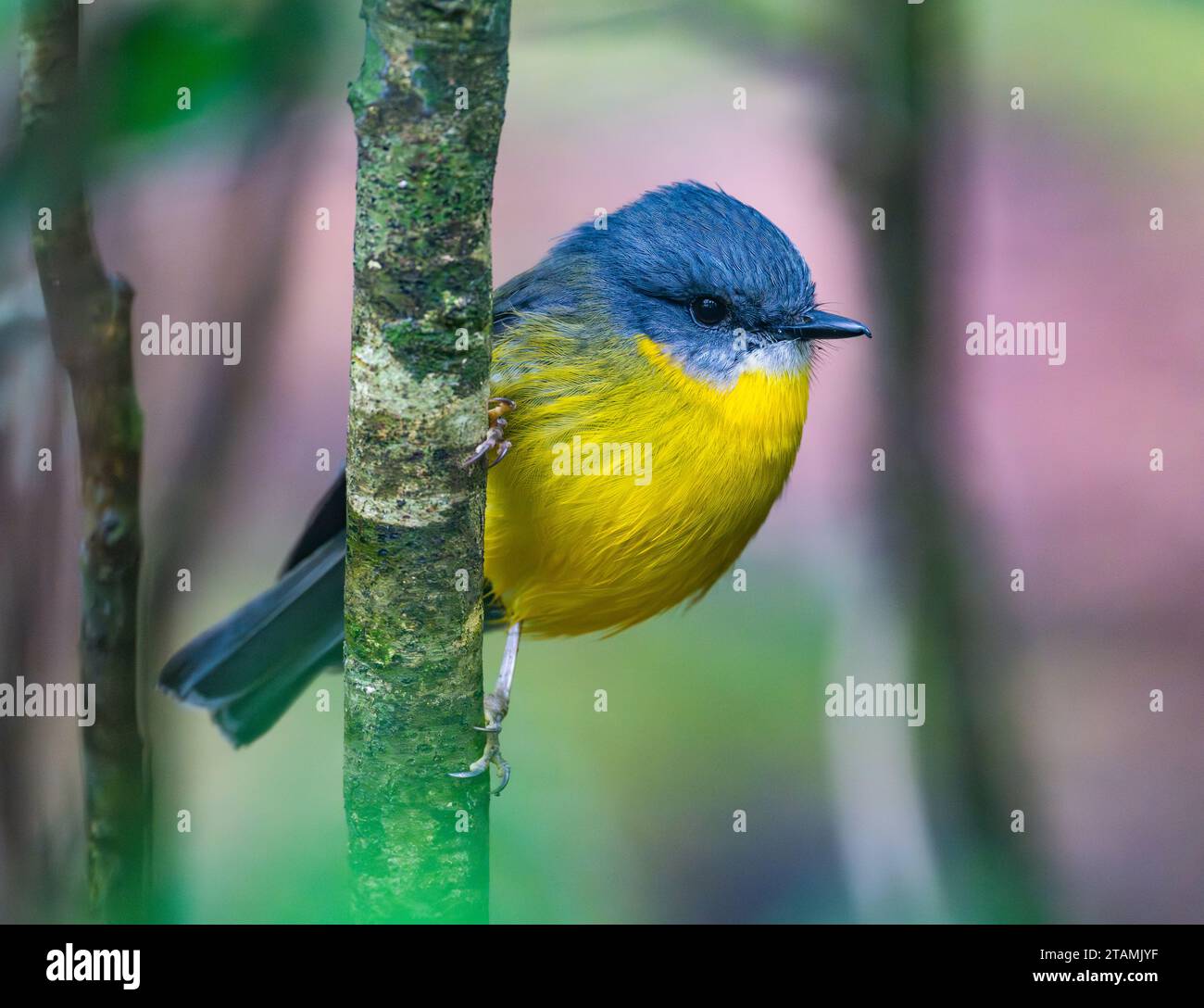 Australian robin hi-res stock photography and images - Alamy