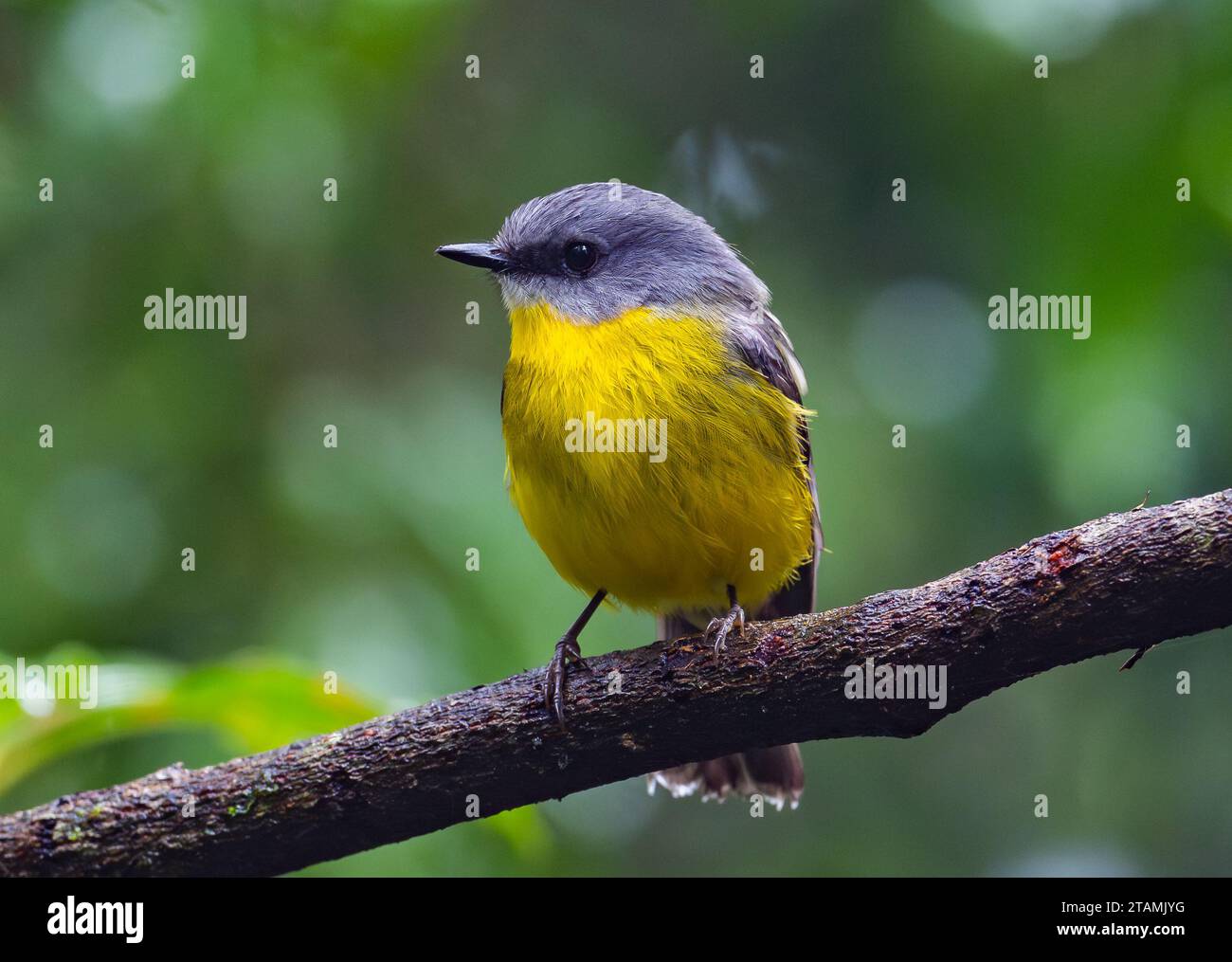 Eastern yellow robin eopsaltria australis hi-res stock photography and ...