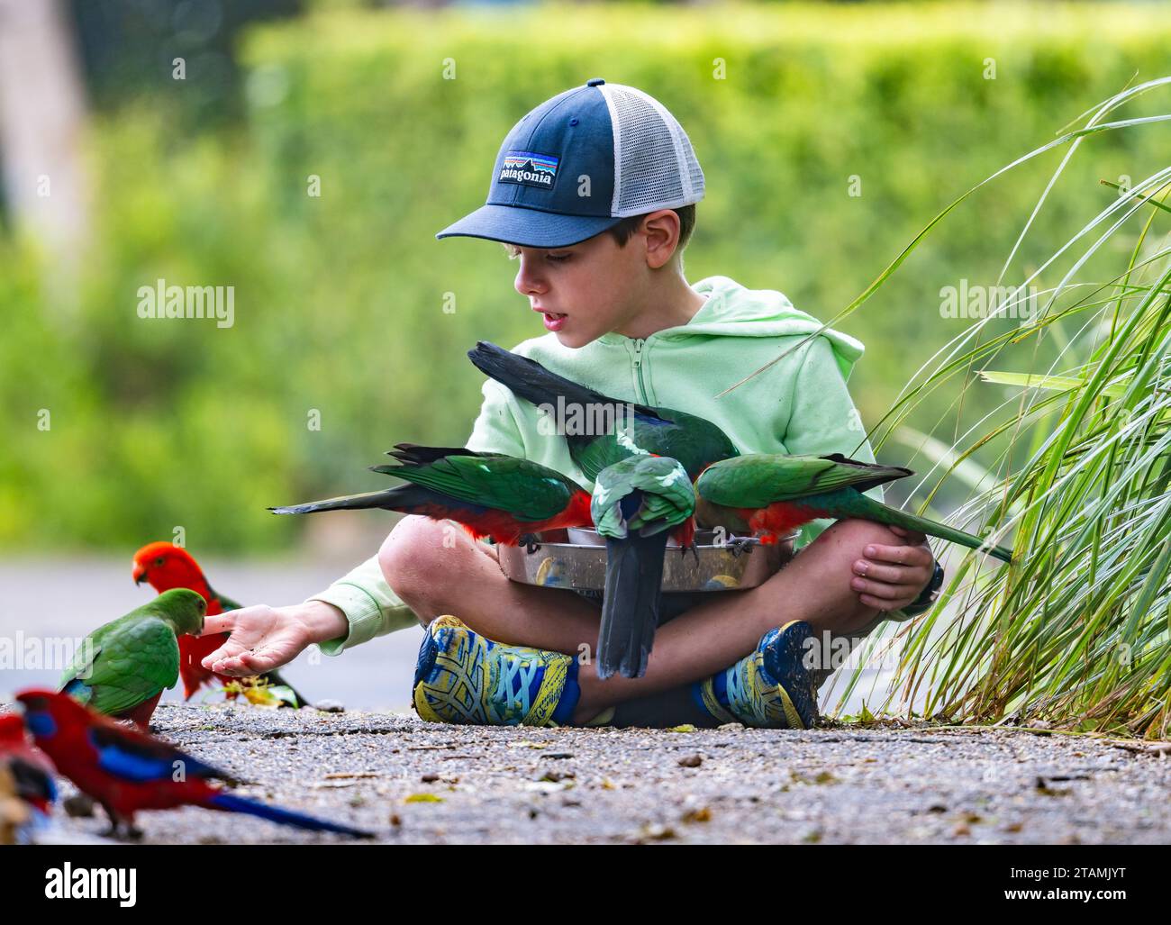 A young boy feeding Australian King-Parrots (Alisterus scapularis ...