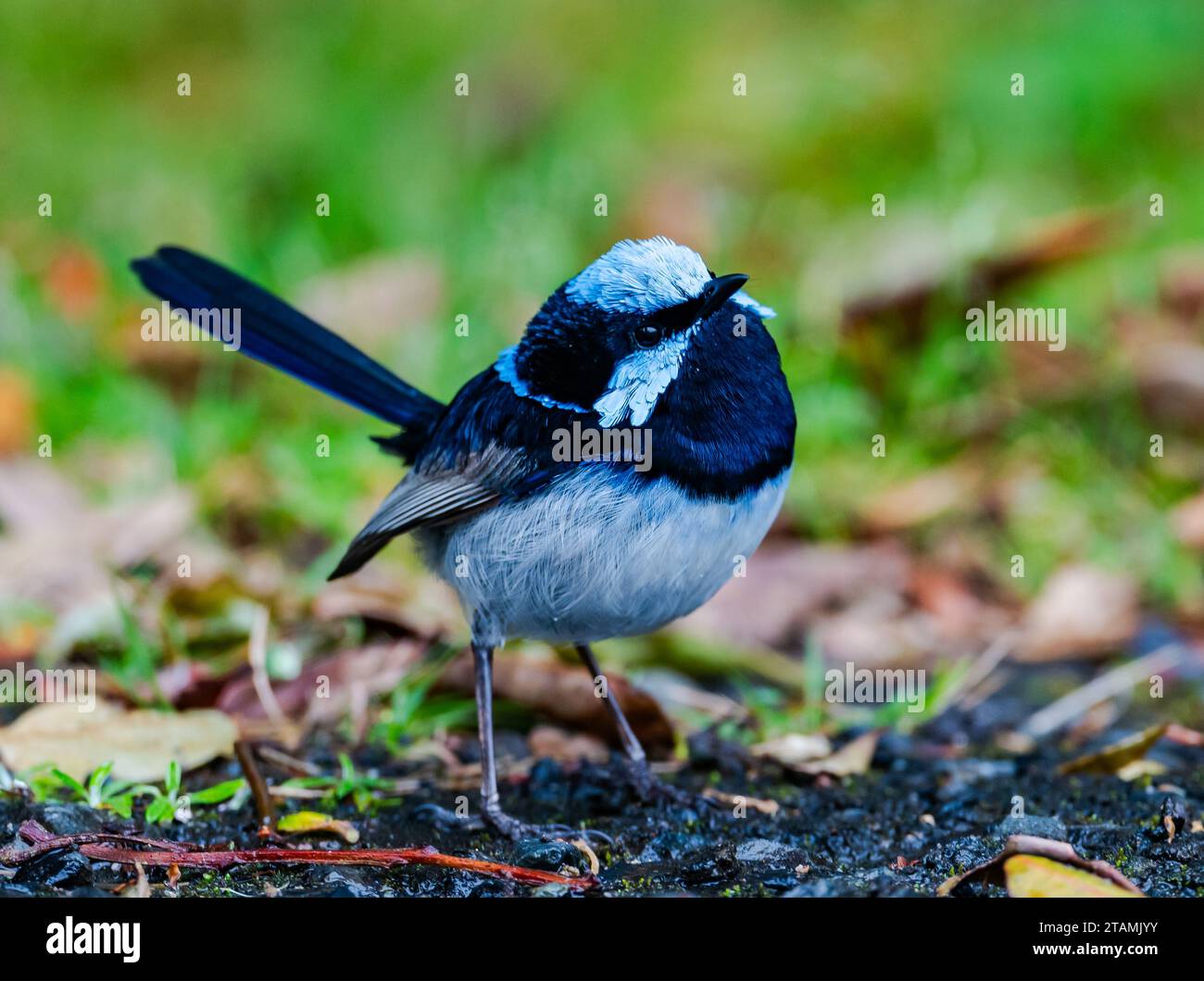 A male Superb Fairywren (Malurus cyaneus) in the wild. Queensland ...