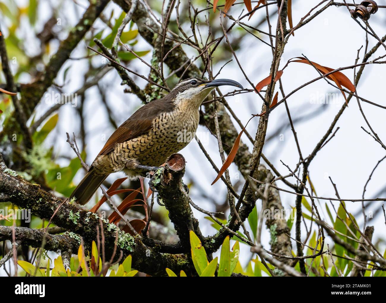 Riflebird hi-res stock photography and images - Alamy