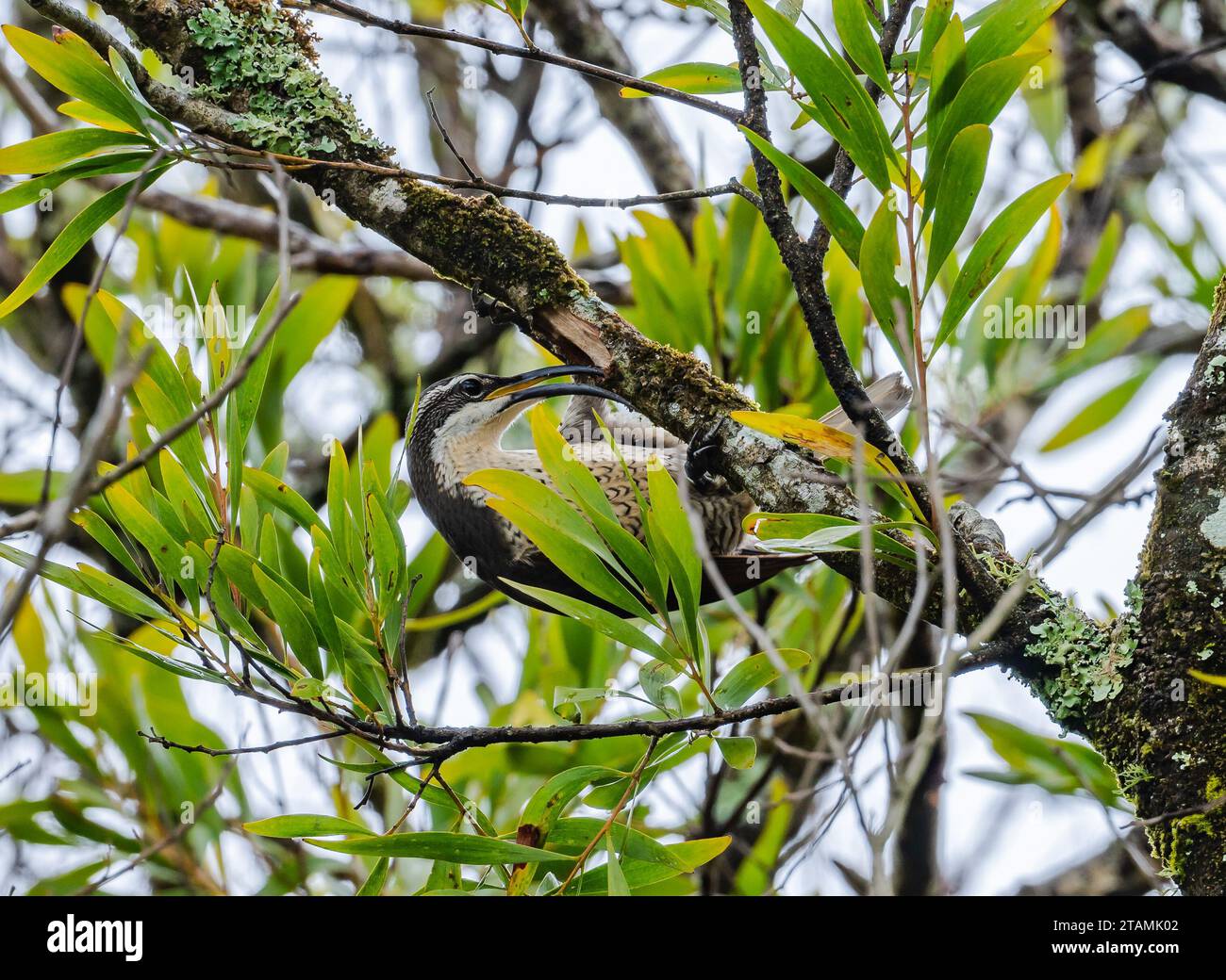 A female Paradise Riflebird (Ptiloris paradiseus) foraging on a branch ...