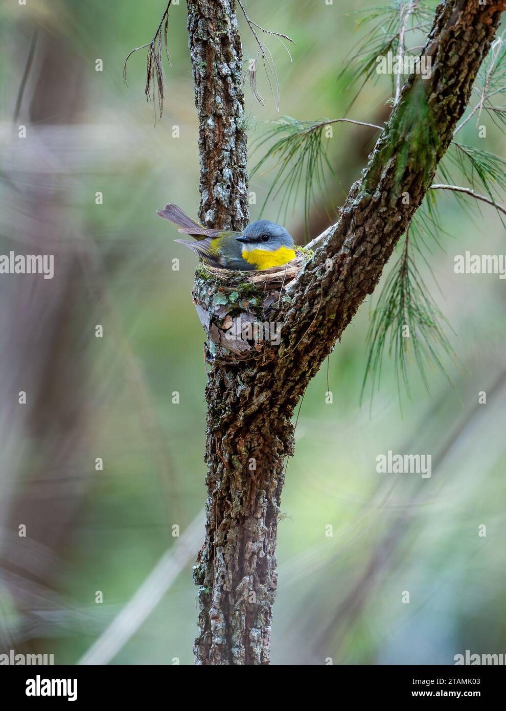 An Eastern Yellow Robin (Eopsaltria australis) sitting on its nest on a ...
