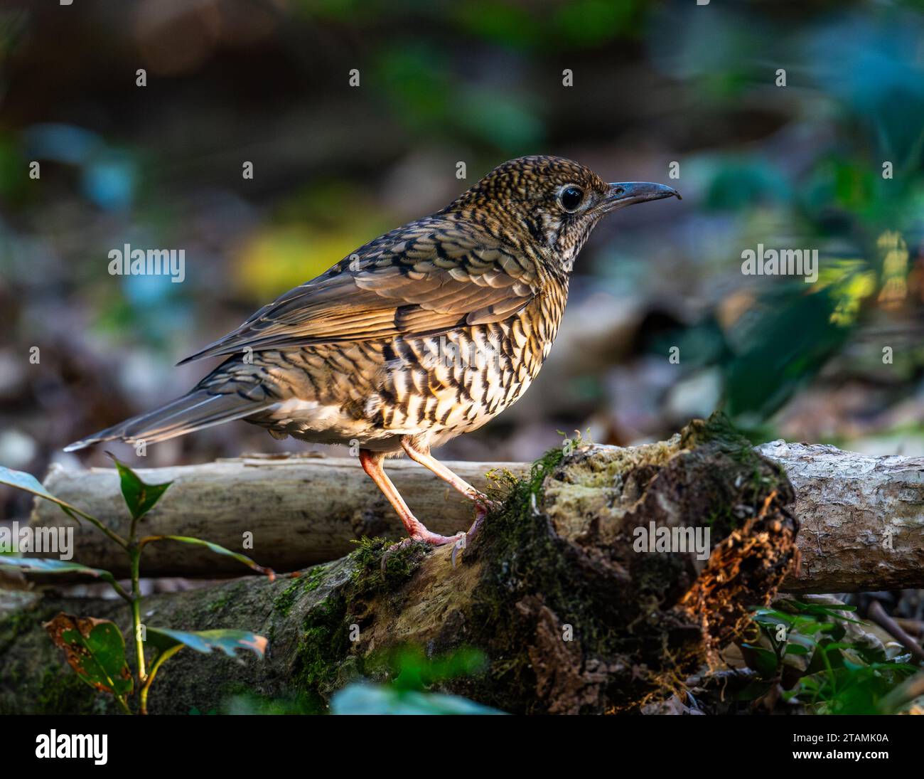 Australian forest floor hi-res stock photography and images - Alamy