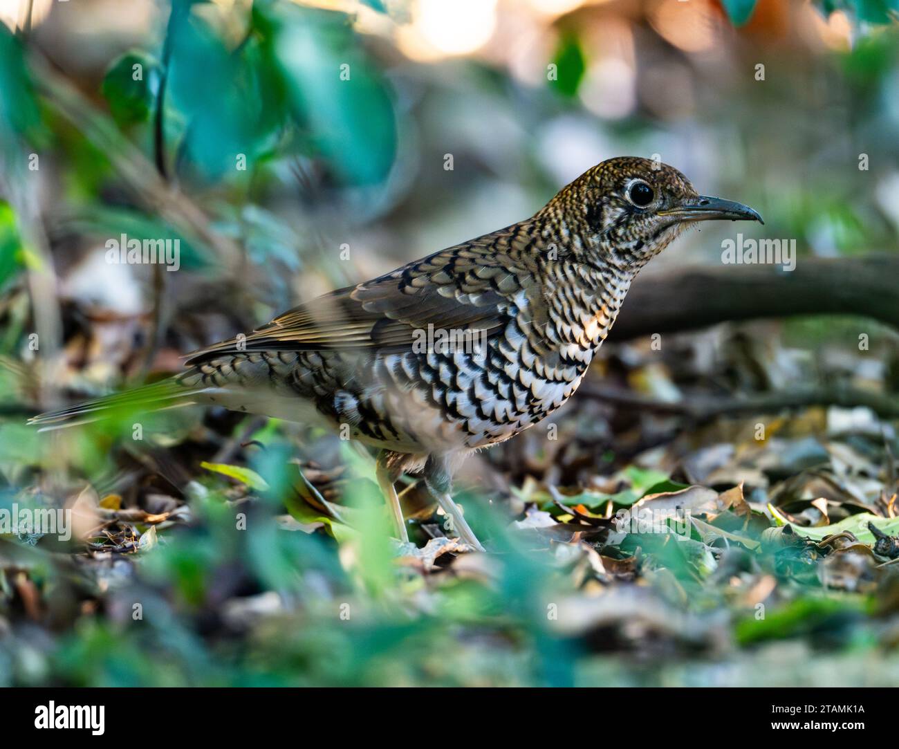 A Bassian Thrush (Zoothera lunulata) foraging on forest floor ...