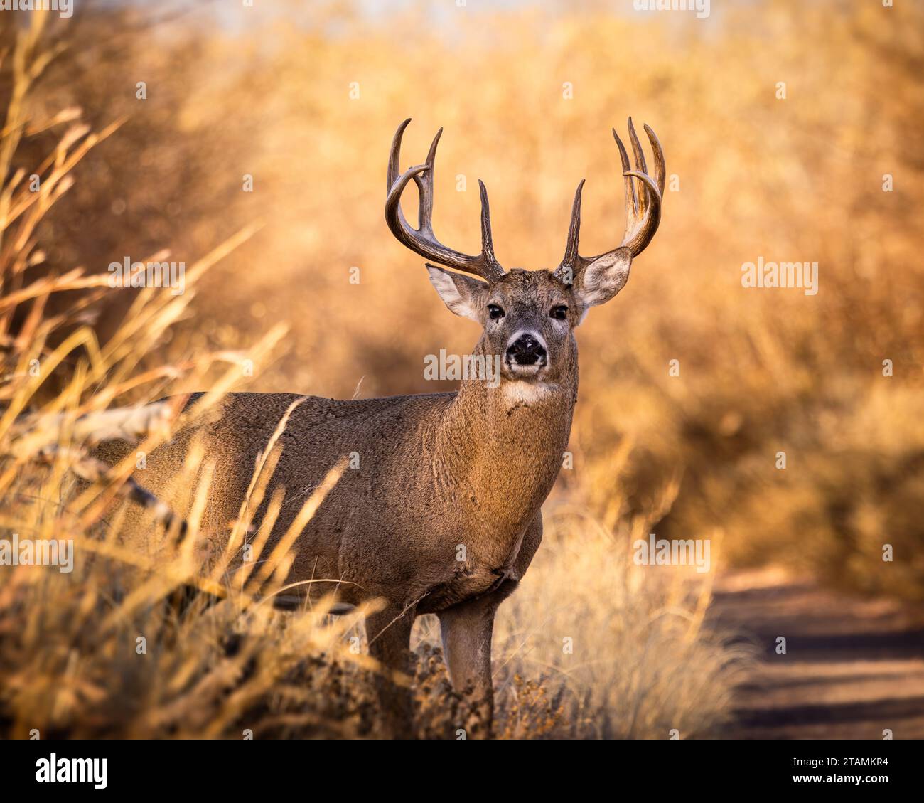 Odocoileus virginianus hi-res stock photography and images - Alamy