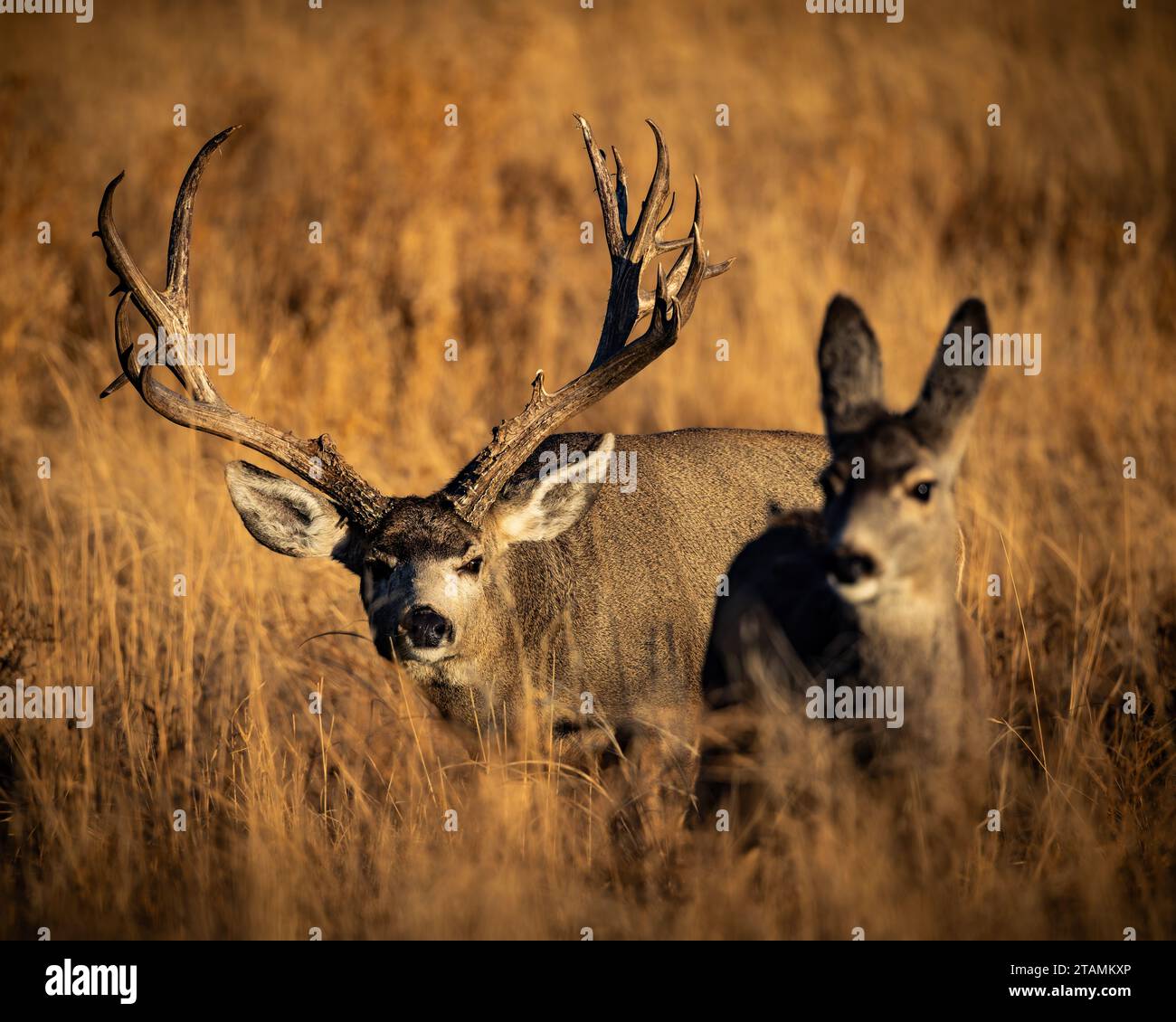 Mature Mule deer buck - odocoileus hemionus - chasing doe in tall grass ...