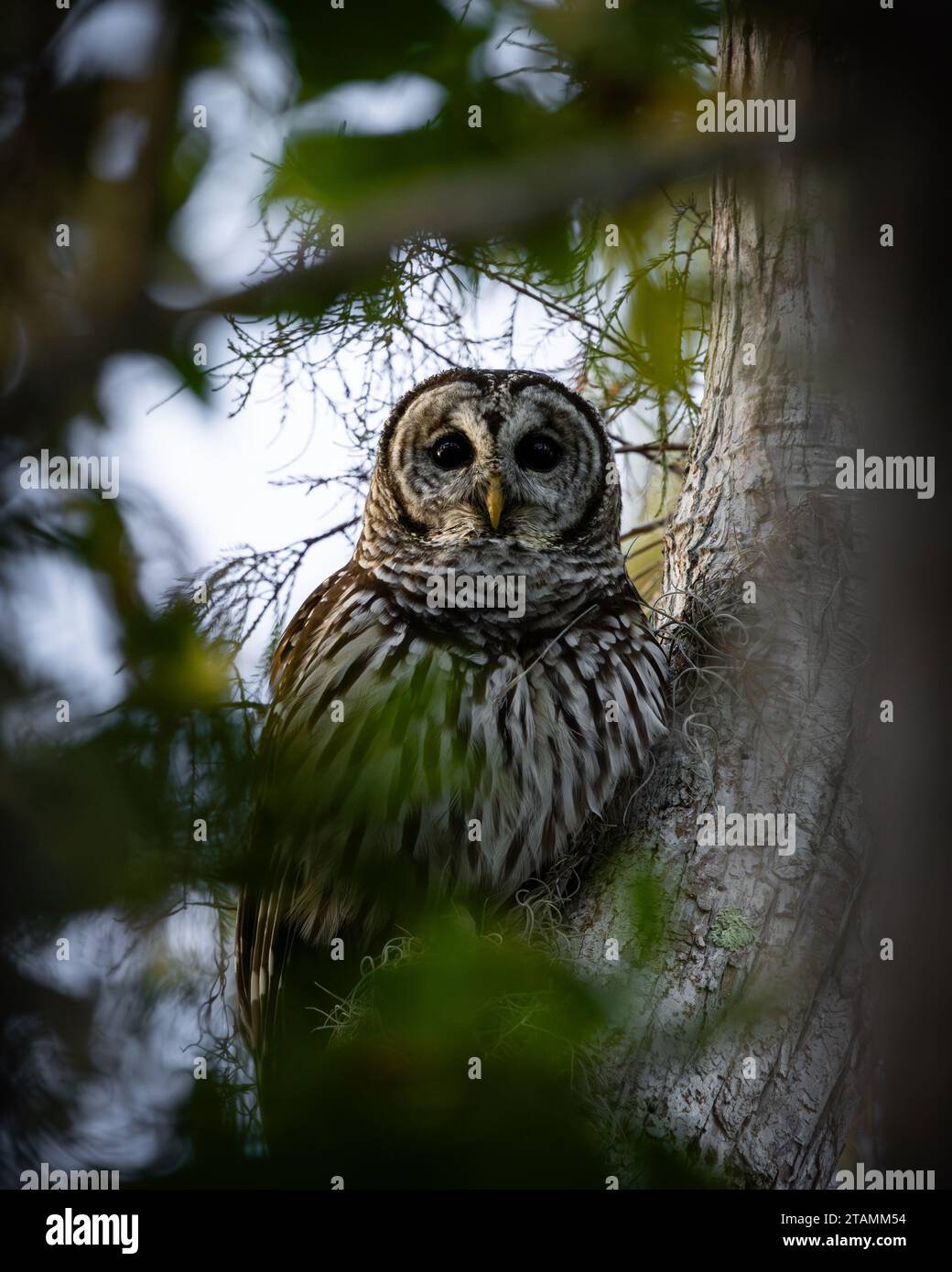 Barred owl - strix varia - perched in tree with soft morning daylight ...