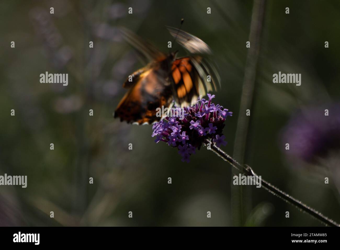 Santiago, Metropolitana, Chile. 1st Dec, 2023. A butterfly flies from a ... Santiago, Metropolitana, Chile. 1st Dec, 2023. A butterfly flies from a ...