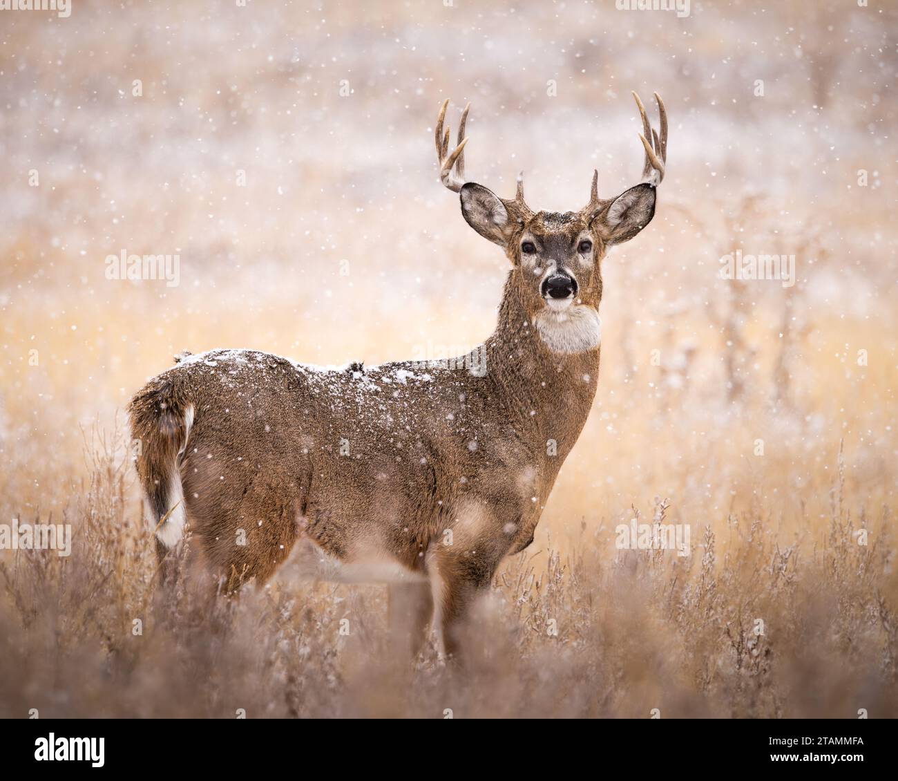 Mature White-tailed deer- odocoileus virginianus - standing broadside ...