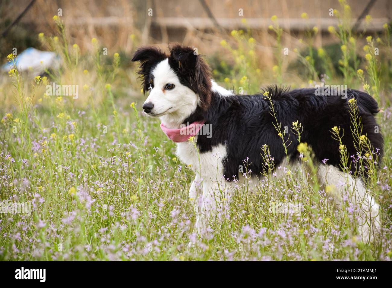 Mini Australian Shepherd Dog Puppy Outside Warm Tone Rustic Playing ...