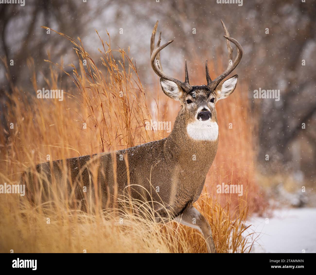 Mature White-tailed deer- odocoileus virginianus - walking broadside in ...