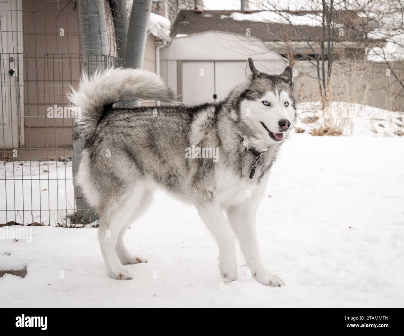 Husky Dog Pet Outside in Snowy Yard Pose Smile Full Body Stock Photo ...