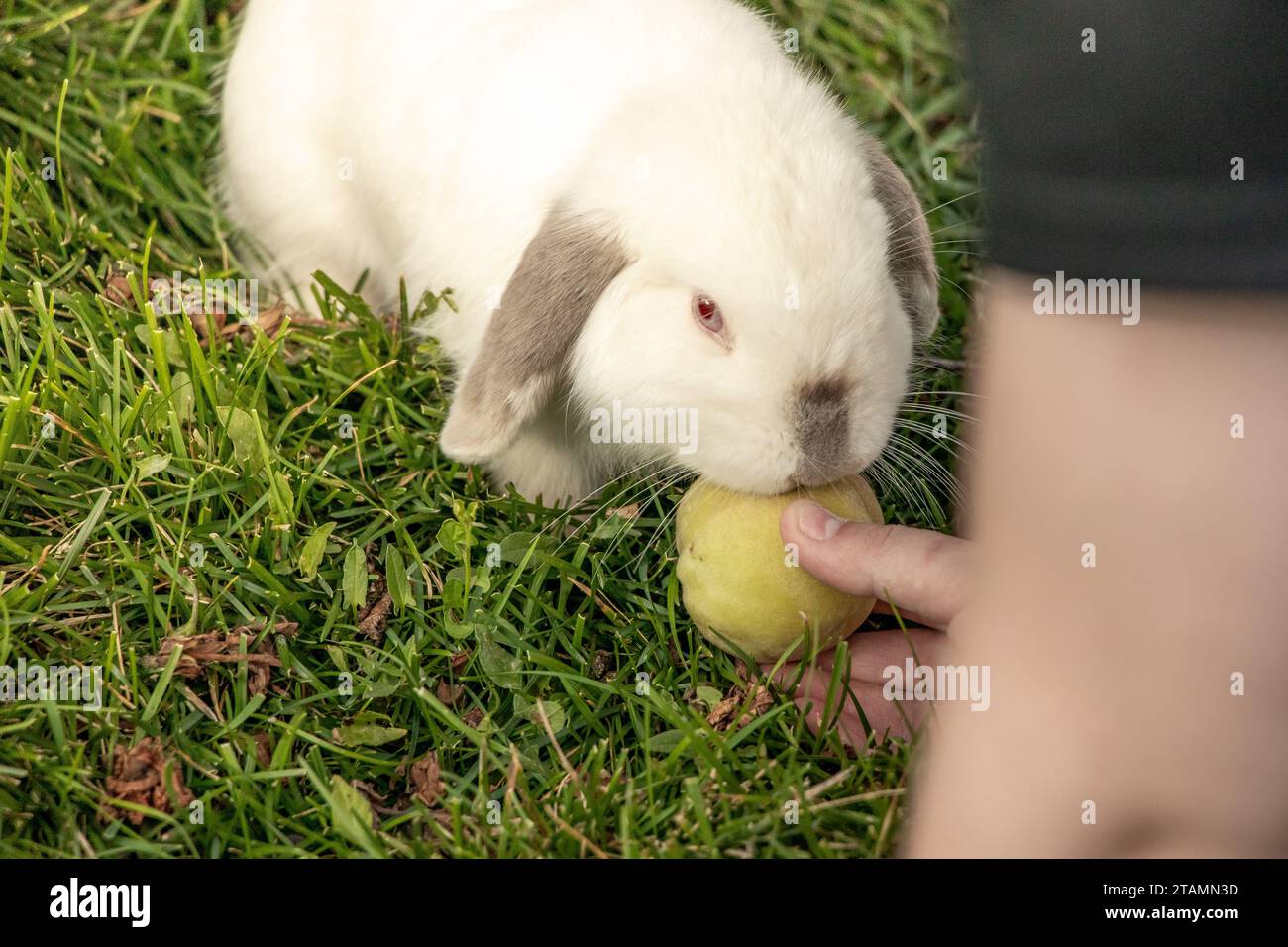 White Holland Lop Rabbit Bunny Albino Californian Siamese Red Eyes Flop ...