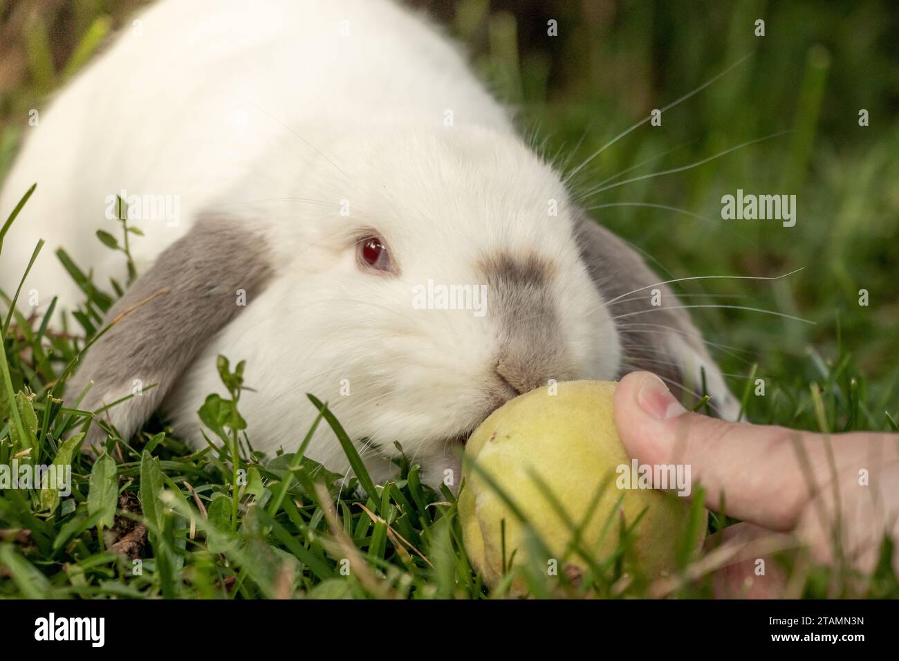 White Holland Lop Rabbit Bunny Albino Californian Siamese Red Eyes Flop ...