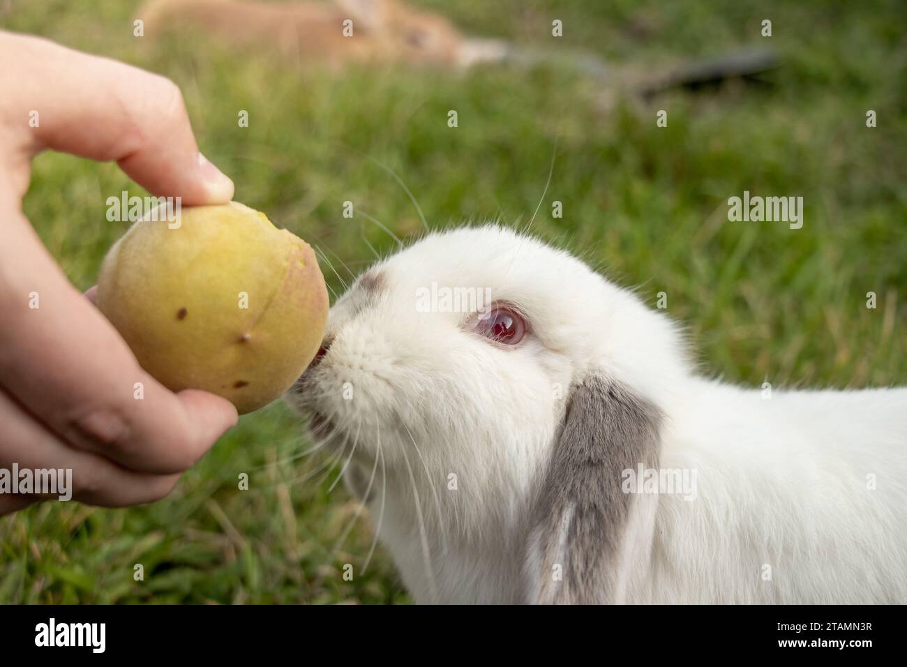 White Holland Lop Rabbit Bunny Albino Californian Siamese Red Eyes Flop ...