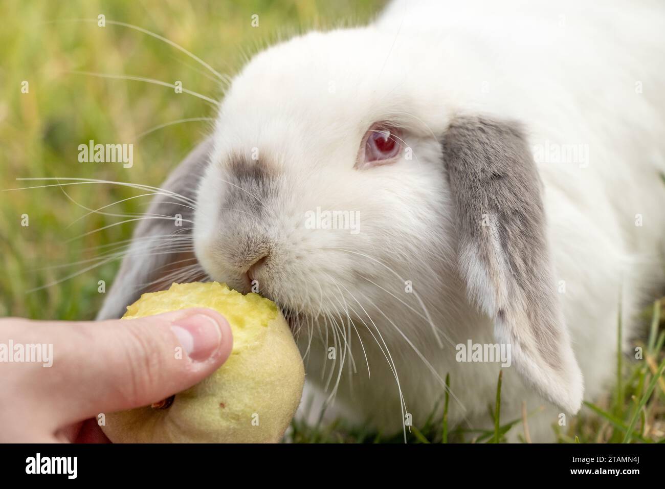 White Holland Lop Rabbit Bunny Albino Californian Siamese Red Eyes Flop ...