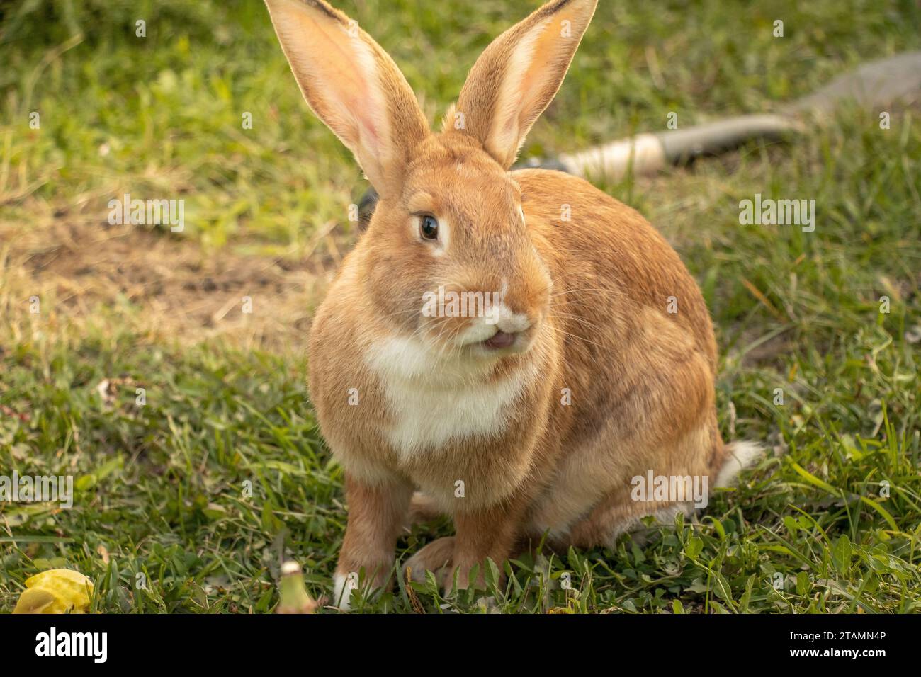 Golden Rabbit Large Outside Flemish Giant Brown White Licking Tongue ...