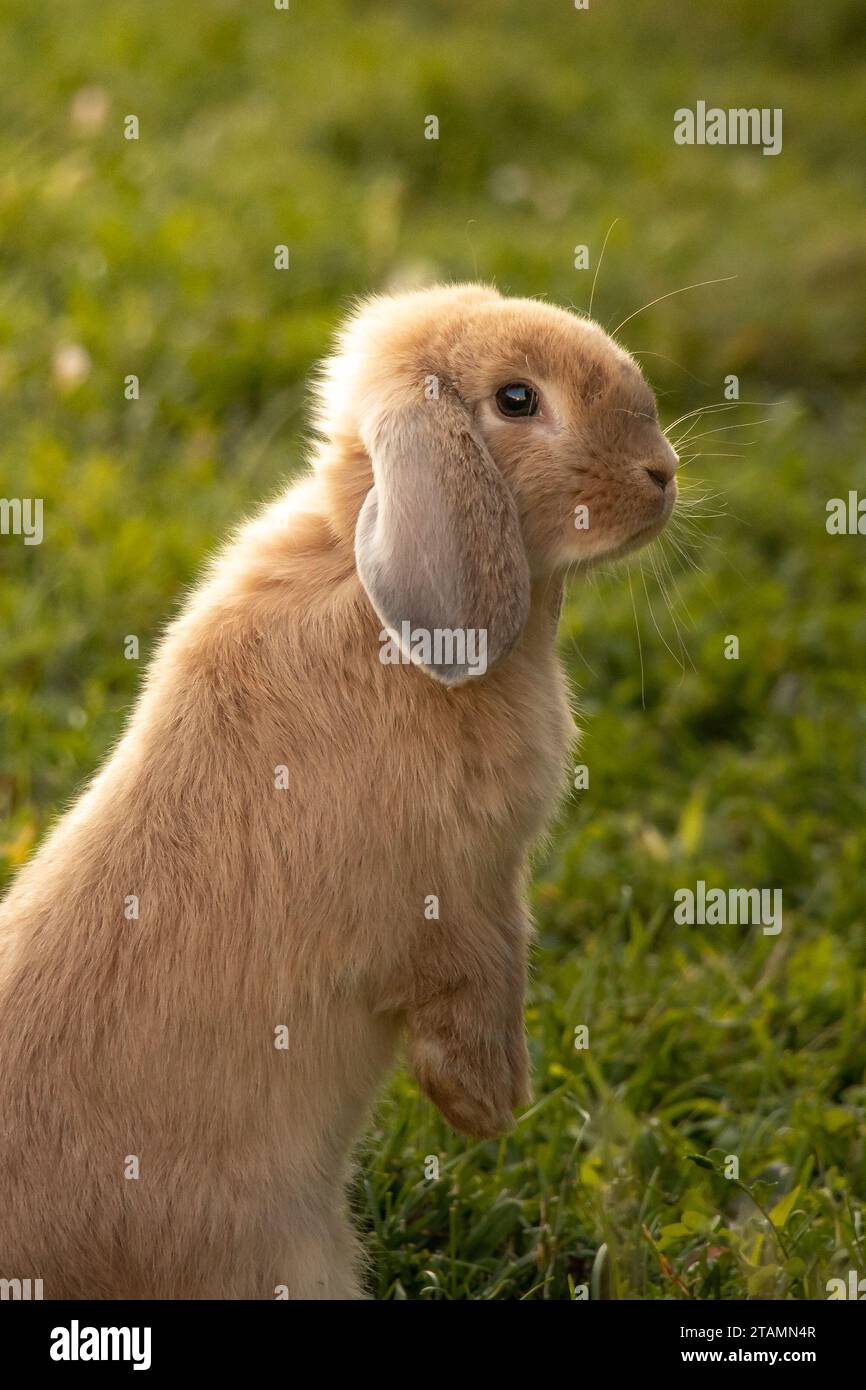 Holland Lop Bunny Rabbit Pet Animal Standing Listening Outside Yard ...