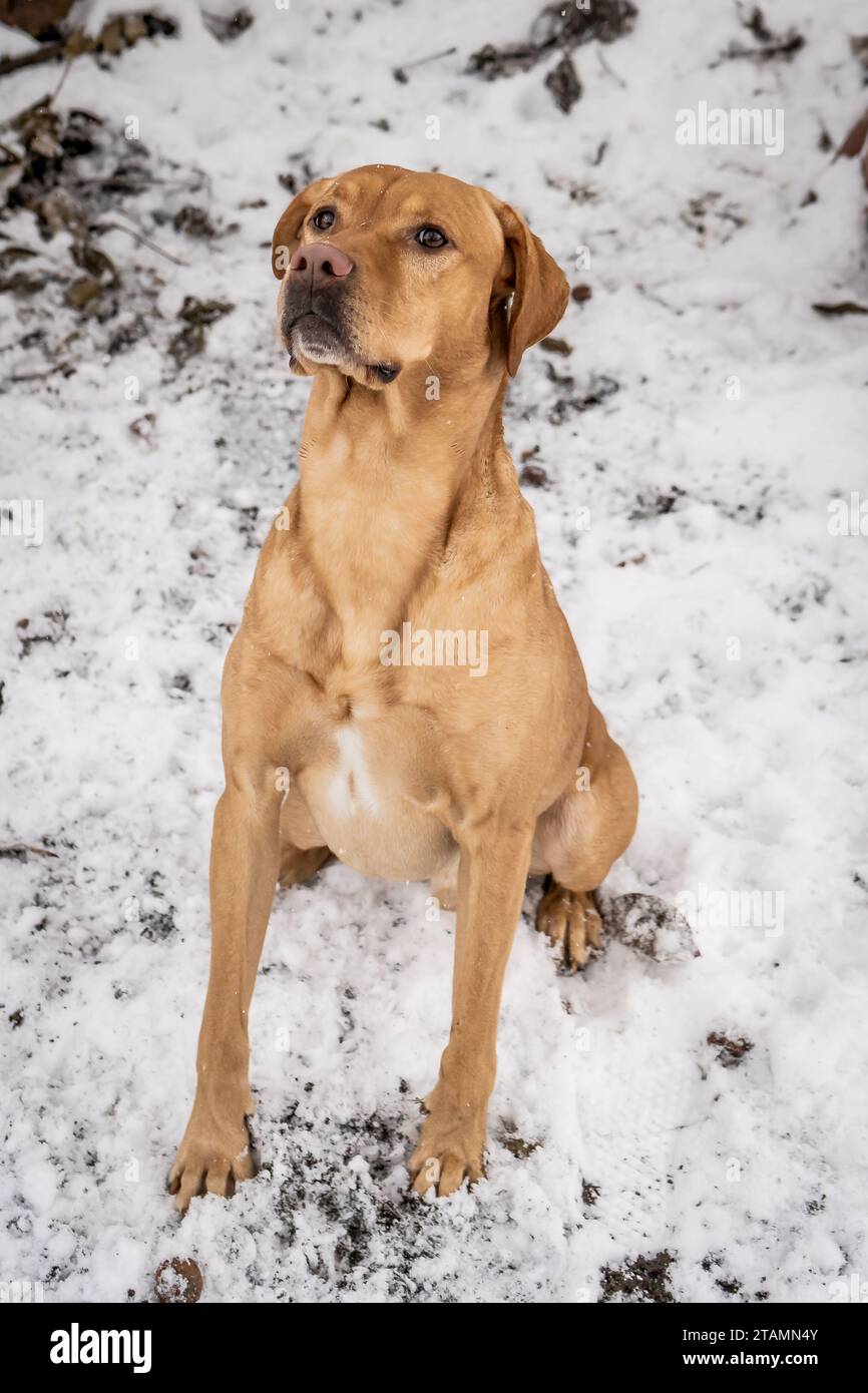 Golden Dog Lab Brown Sit Flopped Ears Front Facing Stock Photo - Alamy