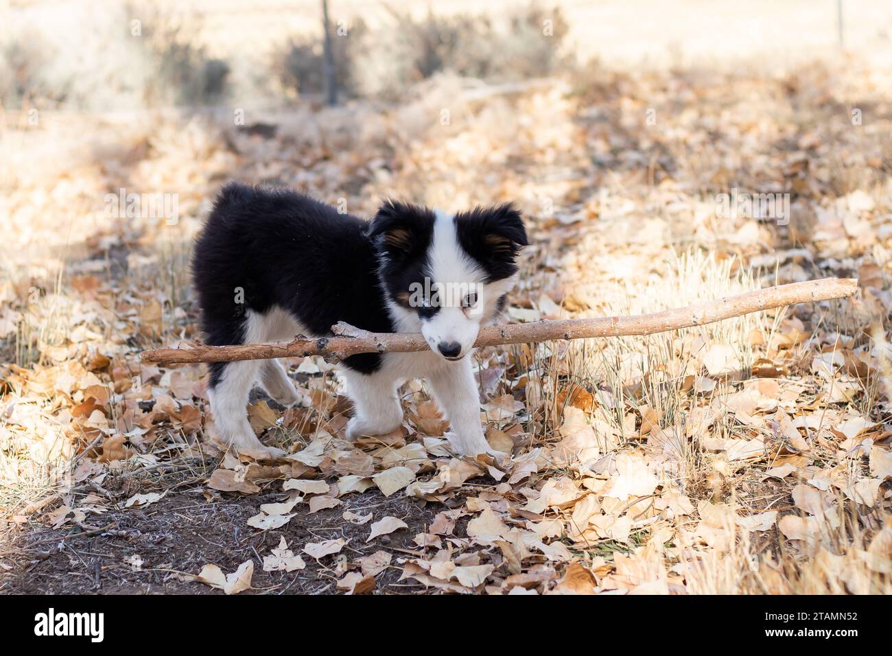 Baby Dog Puppy Australian Shepherd Husky Outside Fall Leaves ...