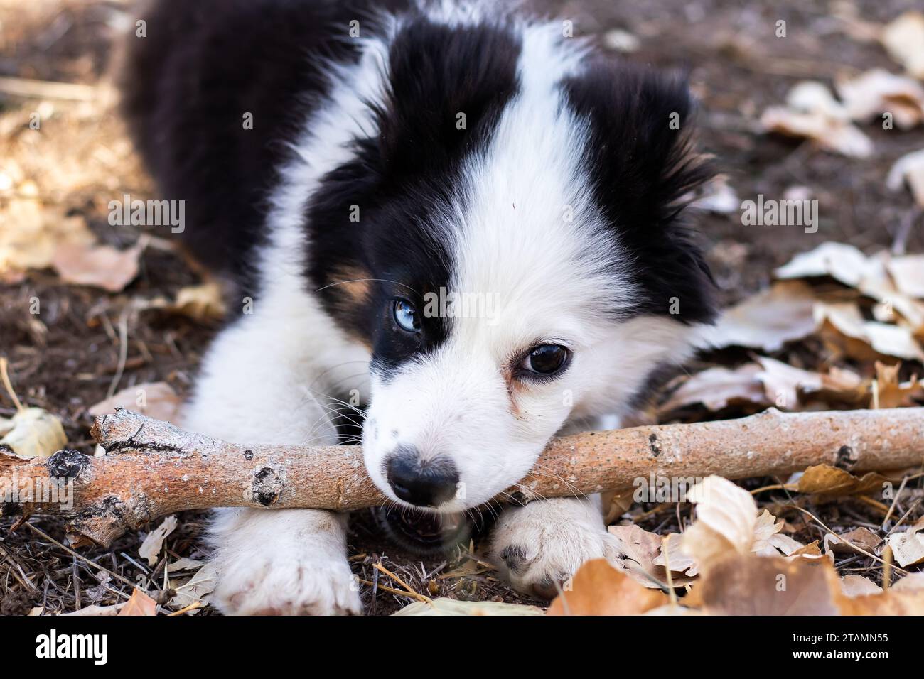 Baby Dog Puppy Australian Shepherd Husky Outside Fall Leaves ...