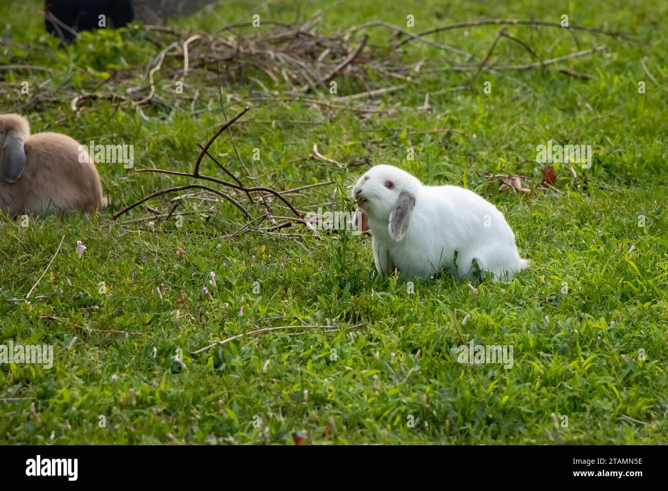 Two Bunny Rabbits playing in Garden Stock Photo - Alamy