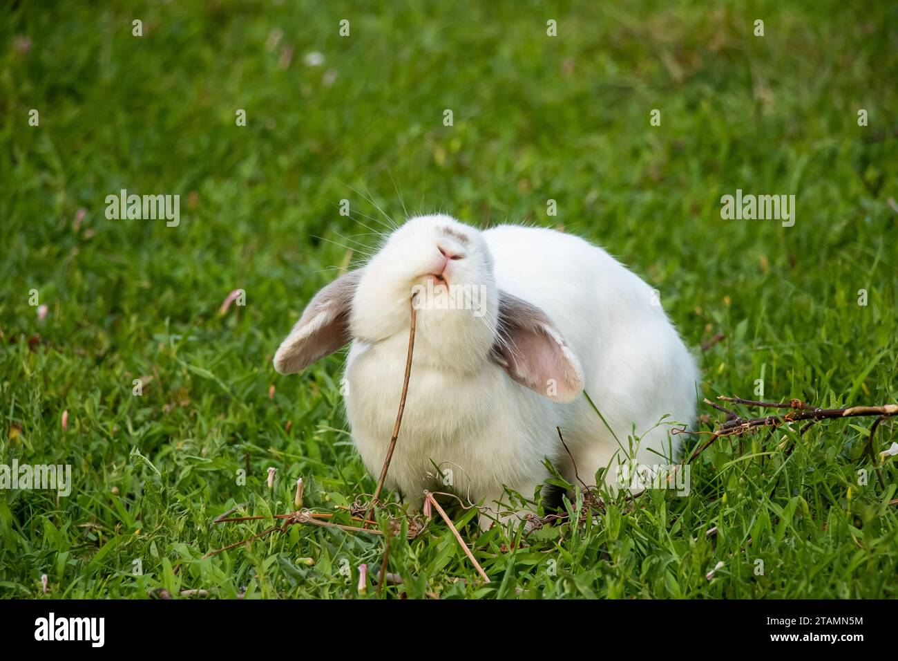 White Bunny Rabbit Playing in Lawn Funny Stock Photo - Alamy