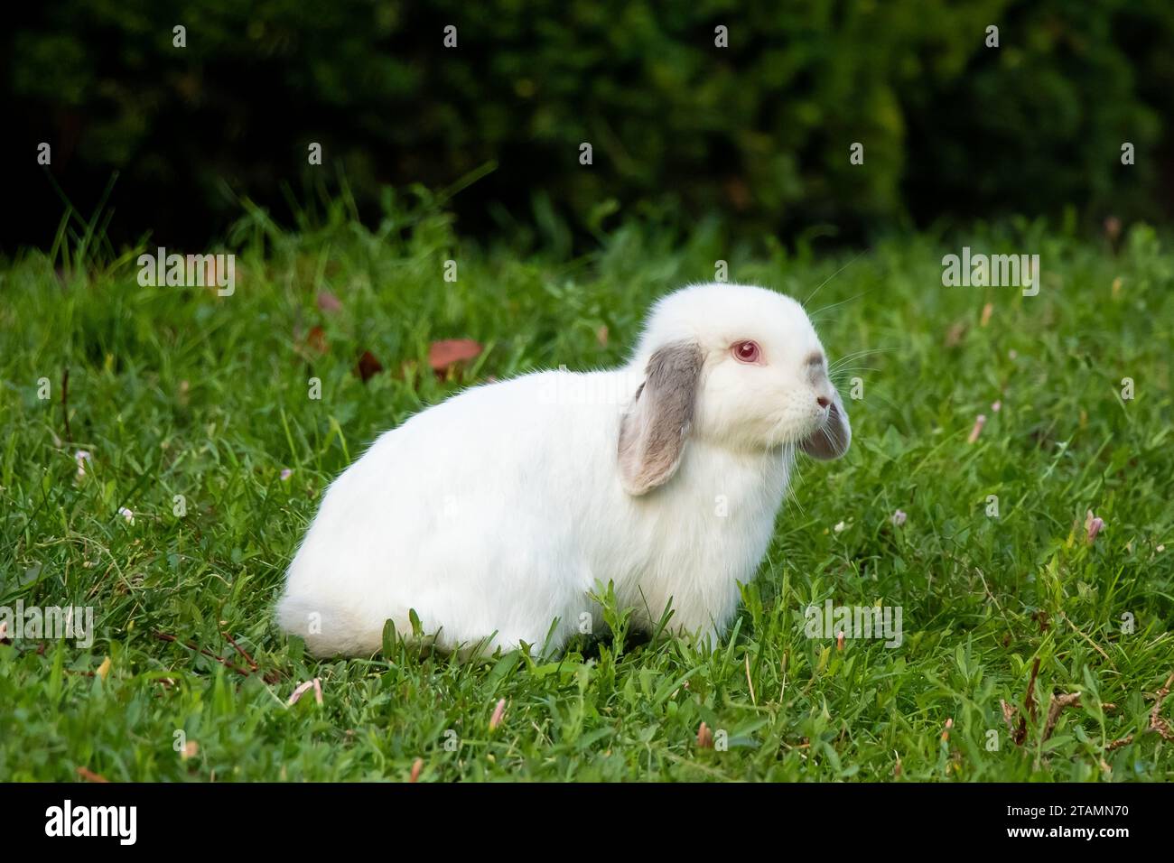Bunny rabbit standing up white hi-res stock photography and images - Alamy
