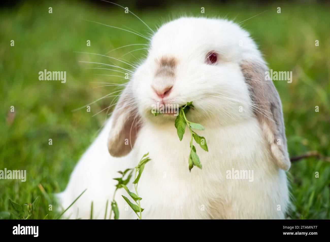 Funny mouth hi-res stock photography and images - Alamy