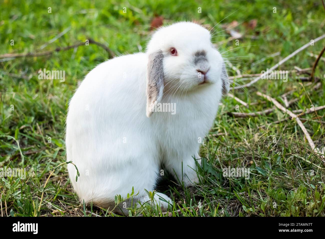 Bunny rabbit standing up white hi-res stock photography and images - Alamy