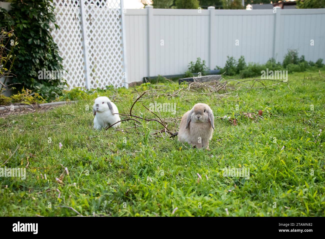 Two pet bunny rabbits close hi-res stock photography and images - Alamy