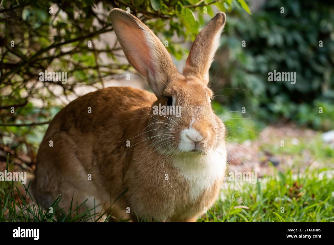 Golden Rabbit Large Outside Flemish Giant Brown Big Ears Stock Photo ...