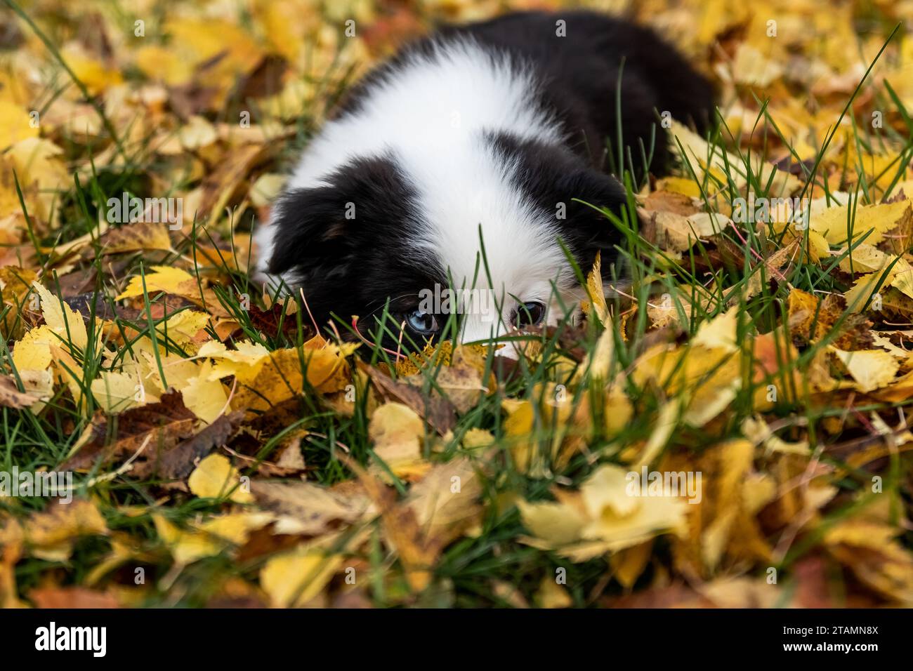 Baby Dog Puppy Australian Shepherd Husky Outside Fall Leaves ...
