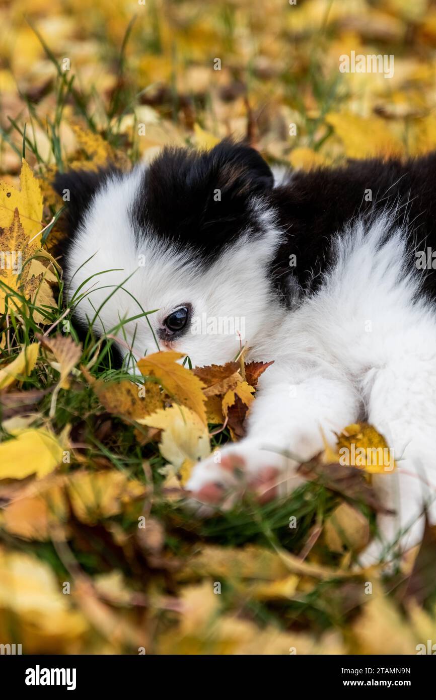 Baby Dog Puppy Laying Tired Sleep Australian Shepherd Husky Outside ...