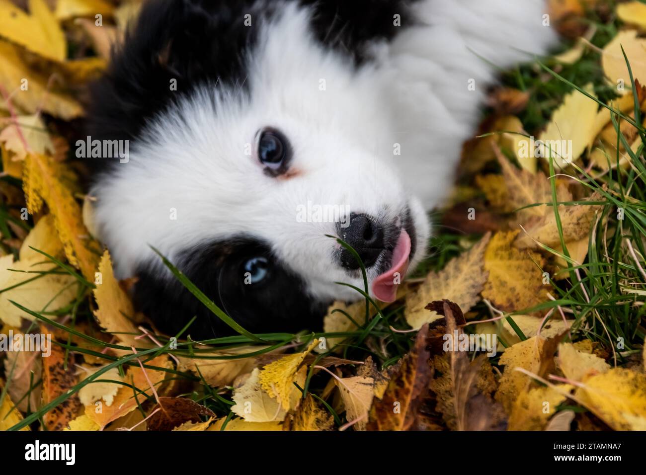 Baby Dog Puppy Australian Shepherd Husky Outside Fall Leaves ...