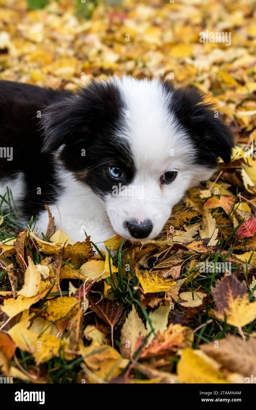 Baby Dog Puppy Australian Shepherd Husky Outside Fall Leaves ...