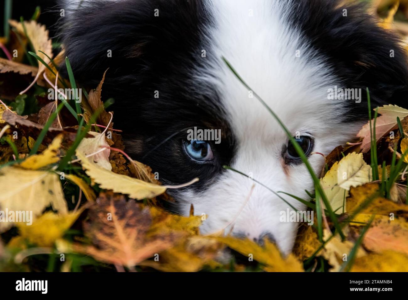 Baby Dog Puppy Australian Shepherd Husky Outside Fall Leaves ...