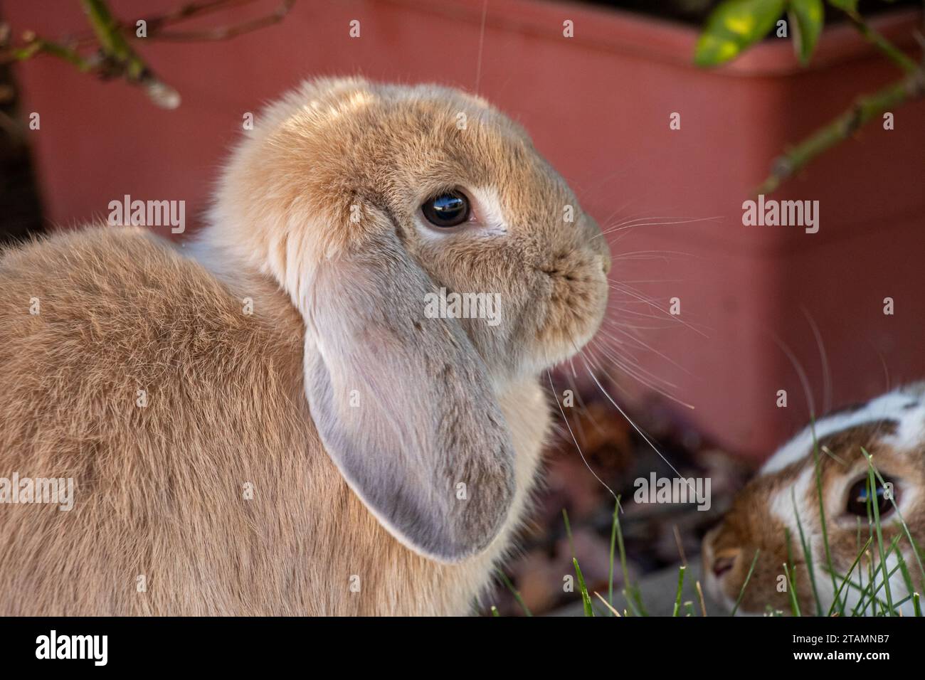 Golden holland lop hi-res stock photography and images - Alamy